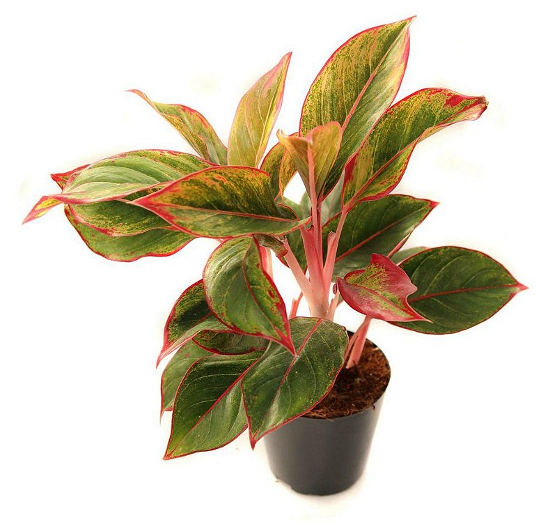 Aglaonema Creta - Pote 12 - Planta Delivery