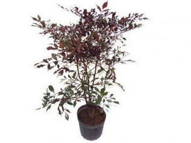 Léia Rubra - Planta Delivery