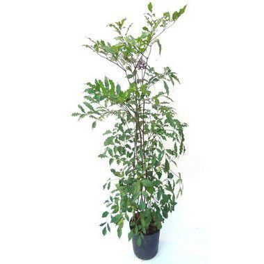 Léia Verde - Planta Delivery