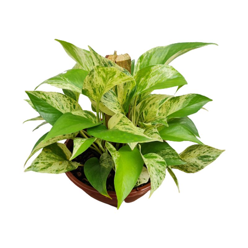 Jiboia Branca - Planta Delivery