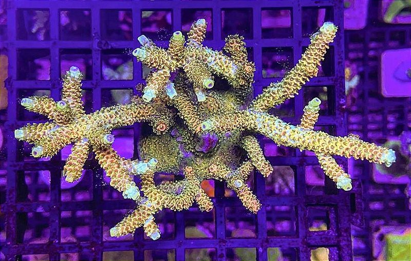 Acropora Millepora Sunset (colônia) - Www.Magnificreef.com.br