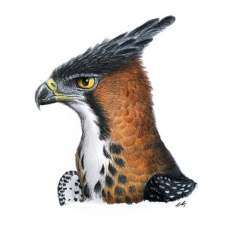 gavião, gravura em fine art, ilustração fine art, desenho gavião - A ...