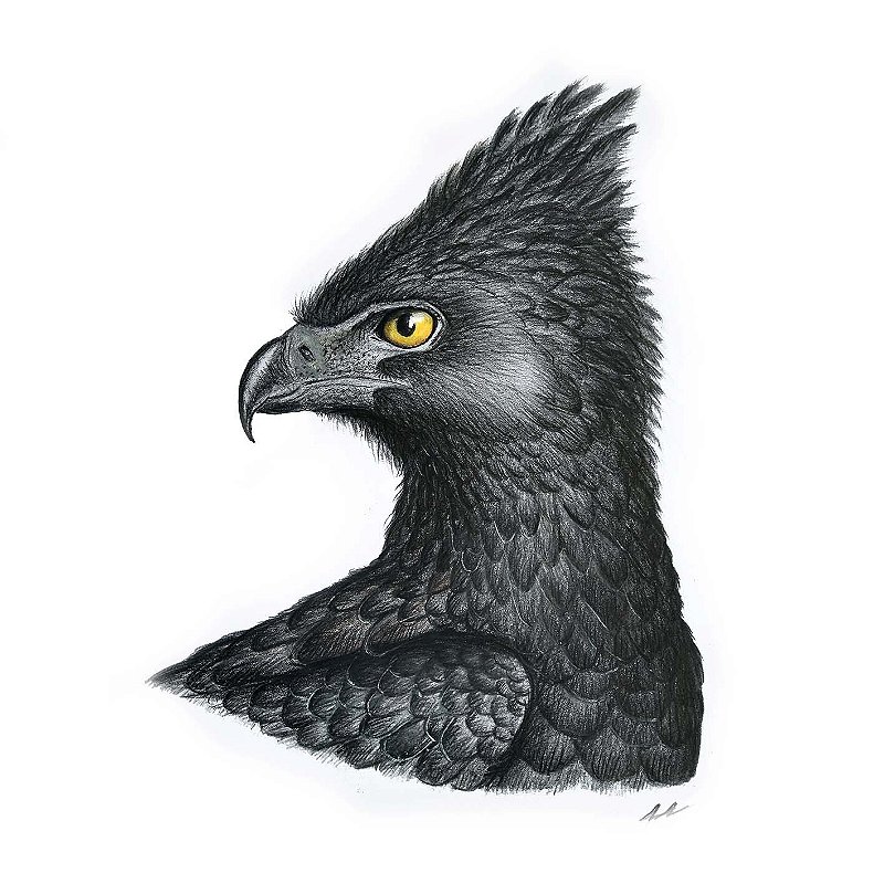 gavião, gravura em fine art, ilustração fine art, desenho gavião - A ...