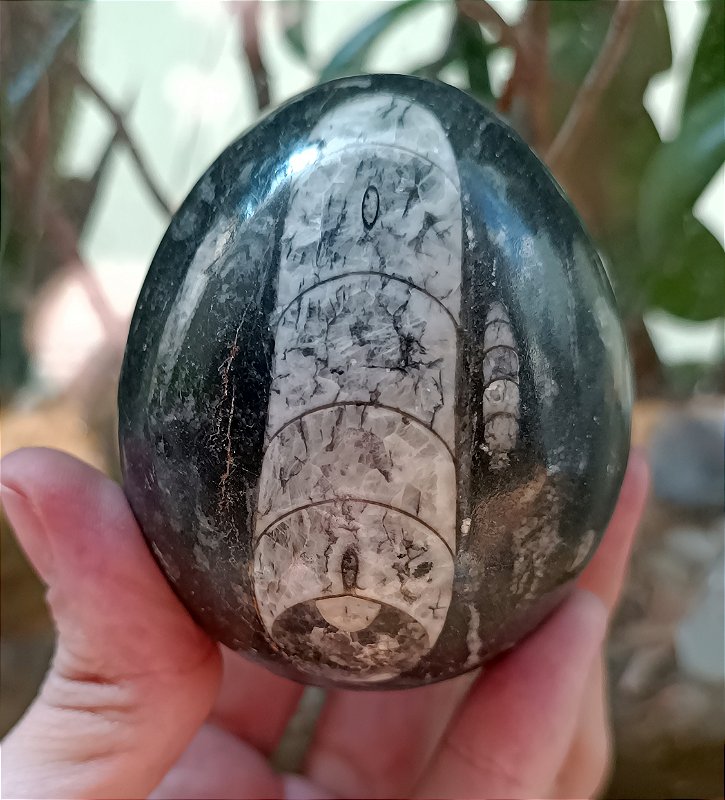 Ovo de Orthocera - Nirvana Cristais