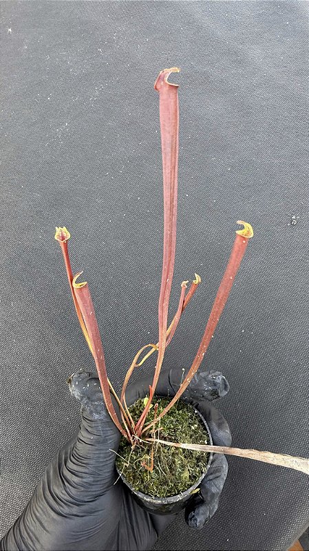 Sarracenia Flava 'Red Tube' - Floricultura Pai e Filho