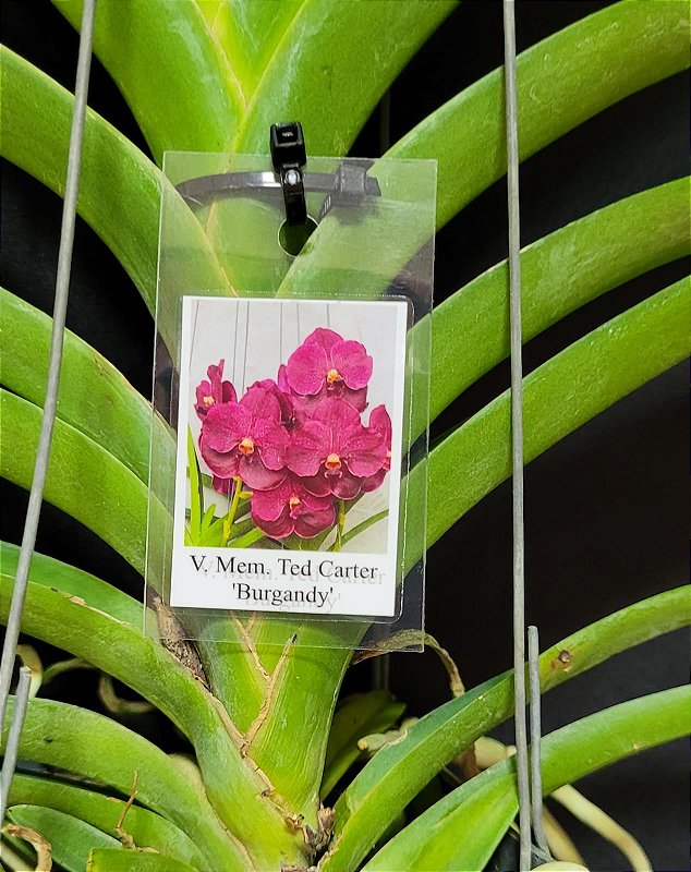 Vanda Mem Ted Carter Burgandy - Orquidário Dona Vanda