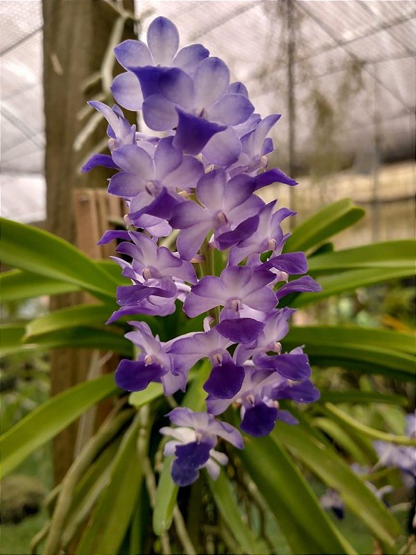 Rhynchostylis Coelestis, Blue - Orquidário Dona Vanda
