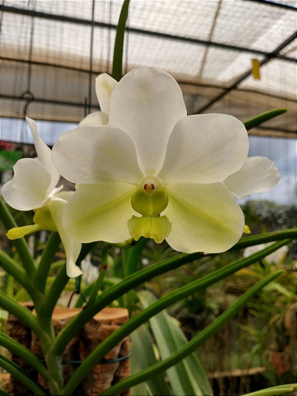 Papilionanda Udom Delight - Orquidário Dona Vanda