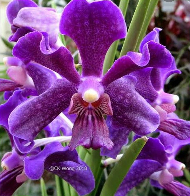 Papilionanda ChaoPraya Violet - Orquidário Dona Vanda