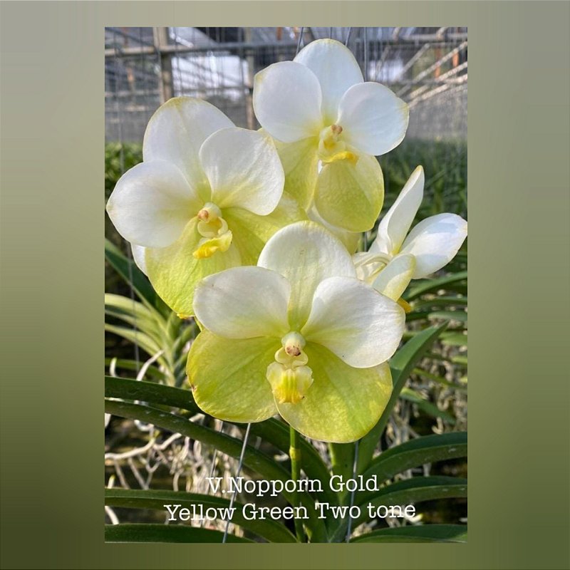 Vanda Nopporn Gold Yellow Green Two Tone - Orquidário Dona Vanda