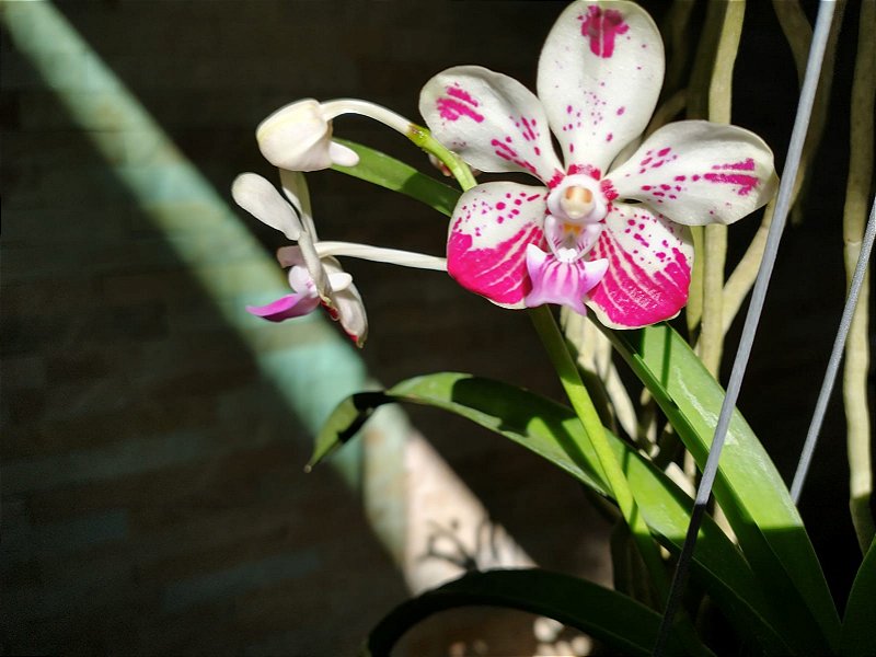 Vanda Kultana Fragrance x Vanda Luzonica - Orquidário Dona Vanda