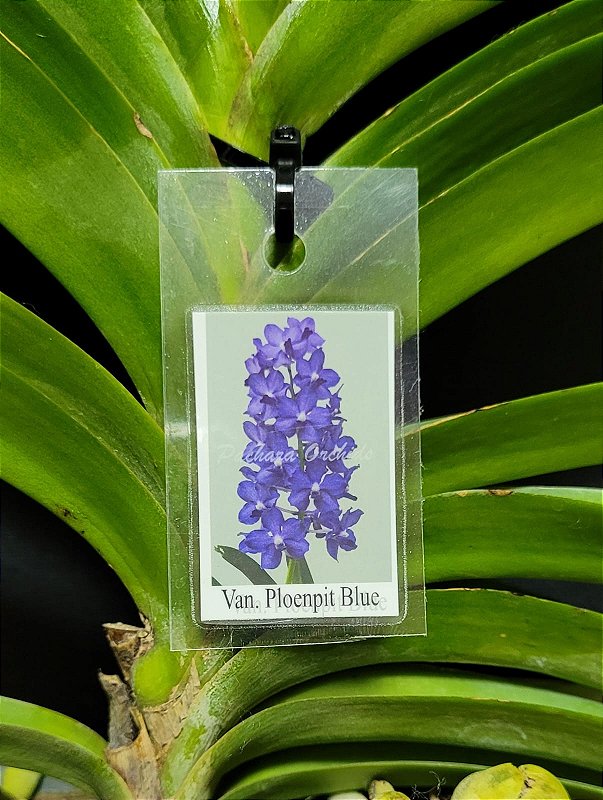 Vanda Ploenpit Blue - Orquidário Dona Vanda