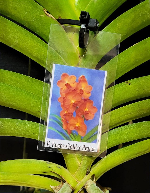 Vanda Fuchs Gold x Pralor - Orquidário Dona Vanda