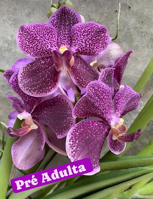 Muda de Vanda Hilo Rose X Kulwadee Fragrance, Blue Spot - Orquidário ...