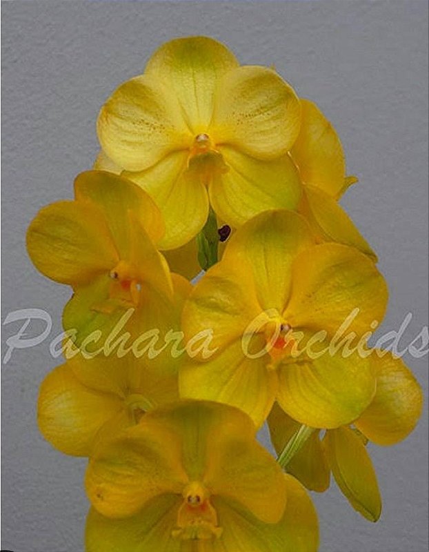 Vanda Kultana Gold x Charles Goodfellow - Orquidário Dona Vanda