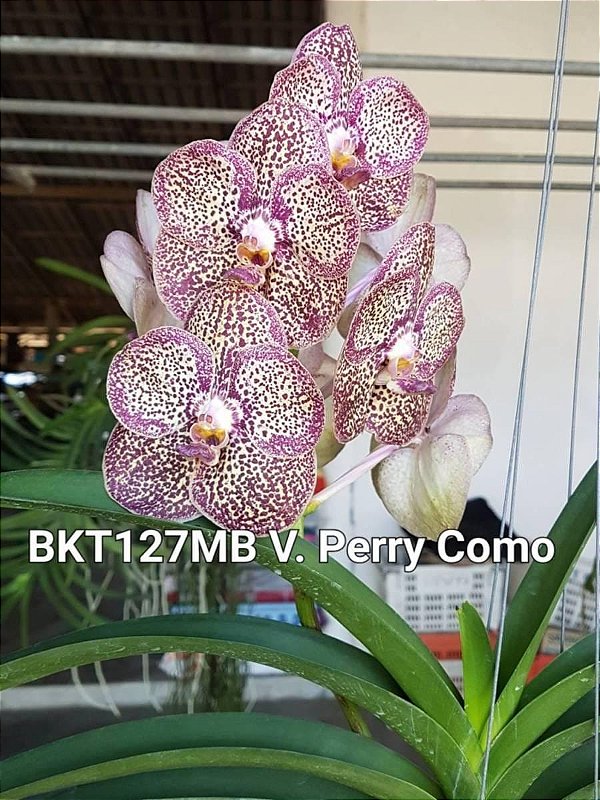 Muda de Vanda Perry Como 'Purple Ring' (127MB) - Orquidário Dona Vanda