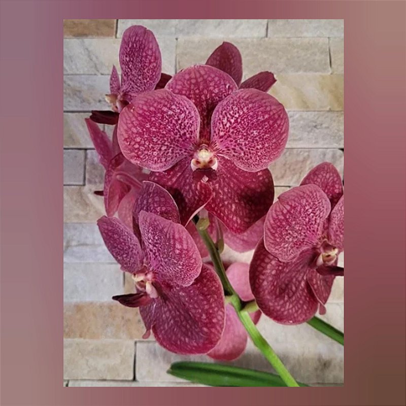 Vanda Faye Bennette x Charles Goodfellow Nr 533 - Orquidário Dona Vanda