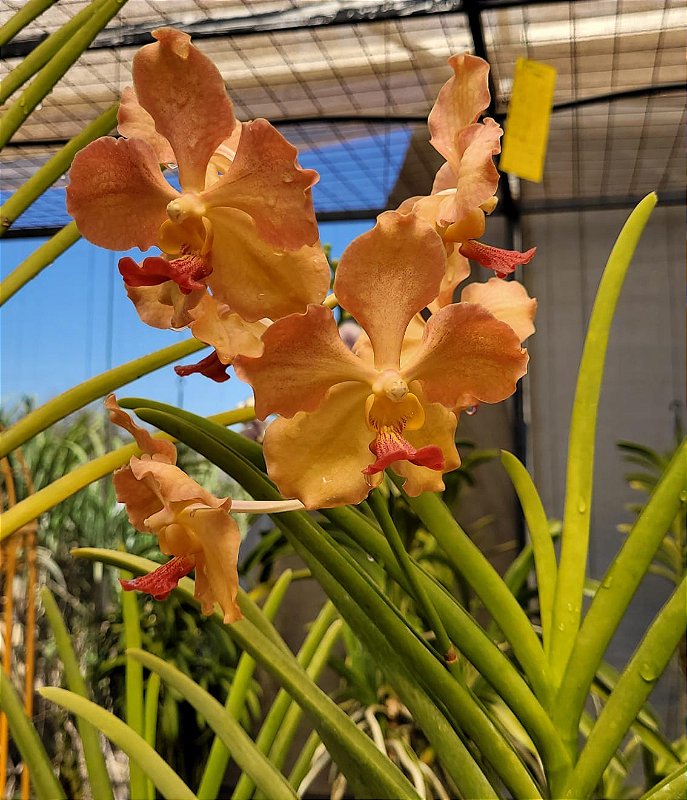 Vanda JVB x Prapathom Gold - Orquidário Dona Vanda