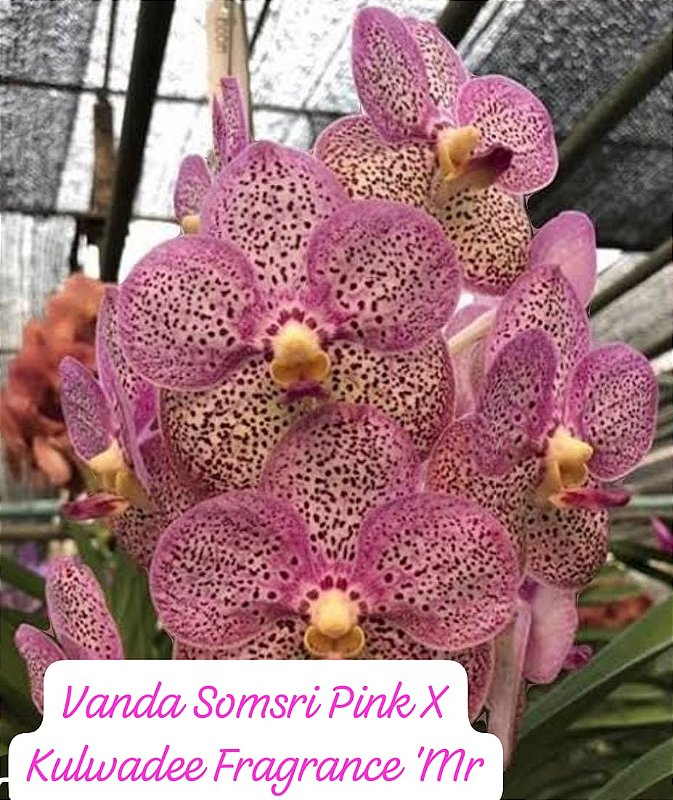 Muda Vanda Somsri Pink x Kulwadee Fragrance Mr - Orquidário Dona Vanda