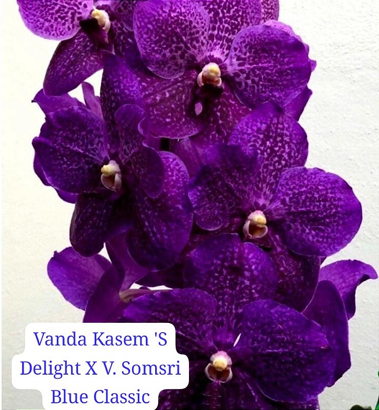 Muda Vanda Kasem´s Delight x Vanda Somsri blue Classic - Orquidário ...