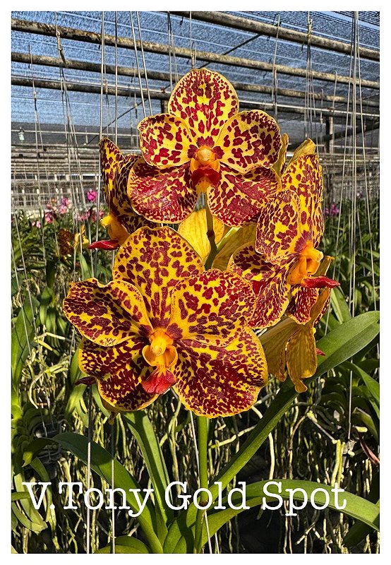 Vanda Tony Gold Spot - Orquidário Dona Vanda