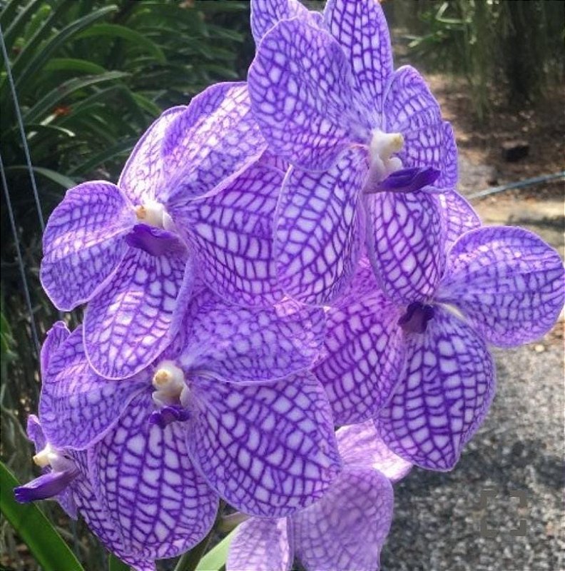 Vanda Chulee Blue - Orquidário Dona Vanda