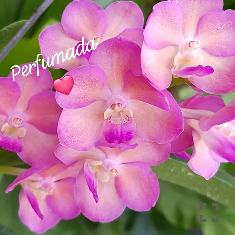 Muda de Vanda Chang Hwee Nee "Sweet Pink" - Orquidário Dona Vanda
