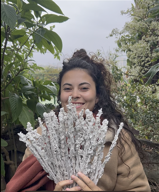 salvia branca do cerrado - TUPI