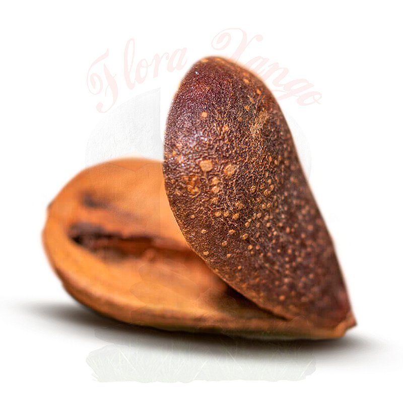 OPELE IFÁ - Flora Xangô