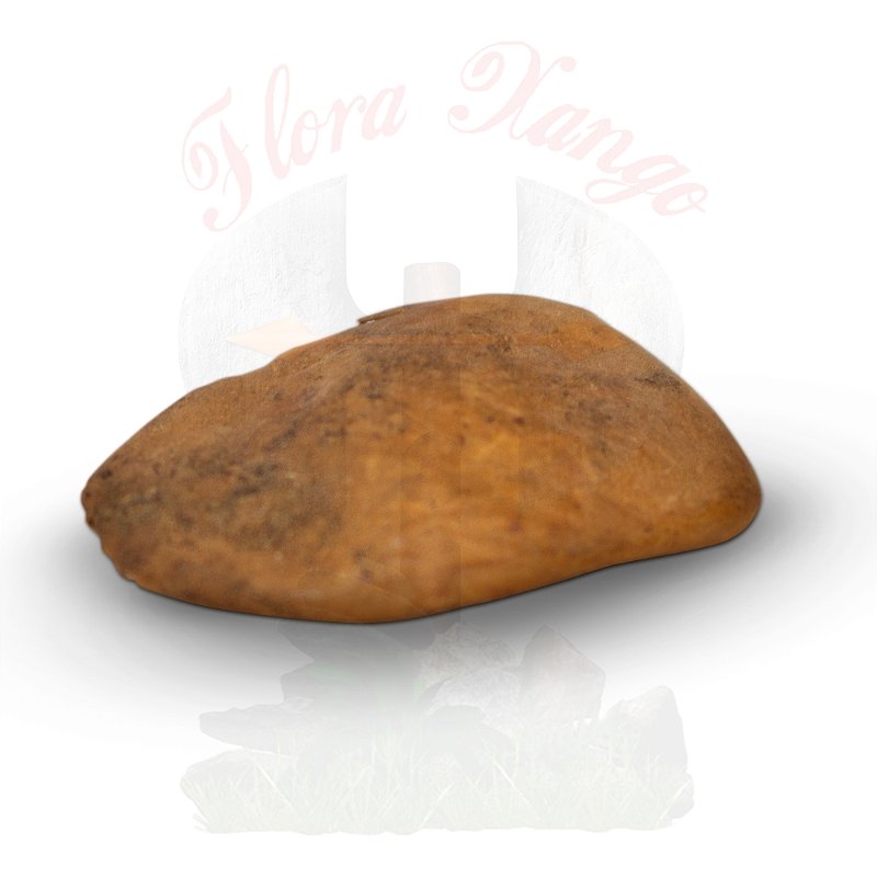 ABERE - Flora Xangô