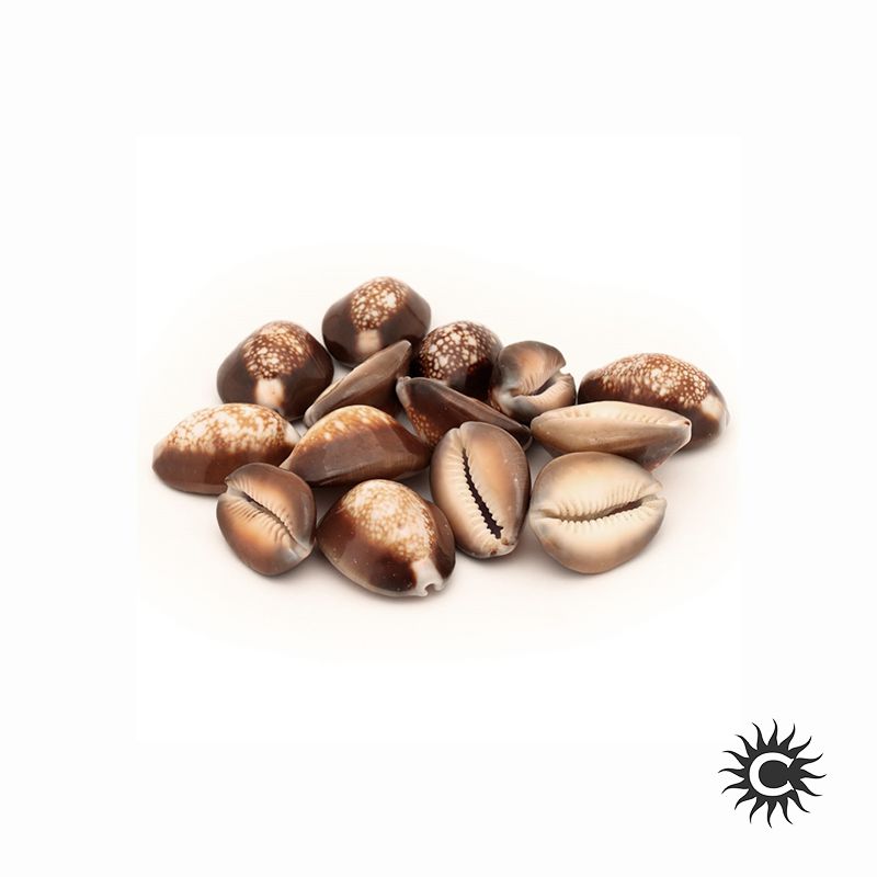 Búzio - Marrom - Fechado - Unidade - Casa do Cigano - A Maior Loja de ...