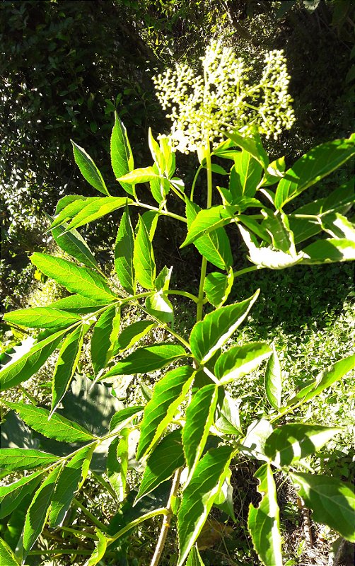 Sabugueiro - Sambucus nigra - 3 estacas - Fractal Sementes Crioulas ...