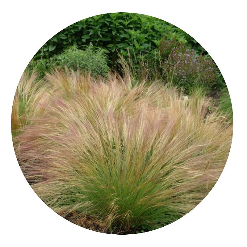 Muda de Capim Barba de Bode - Boni Plantas: Compre Online