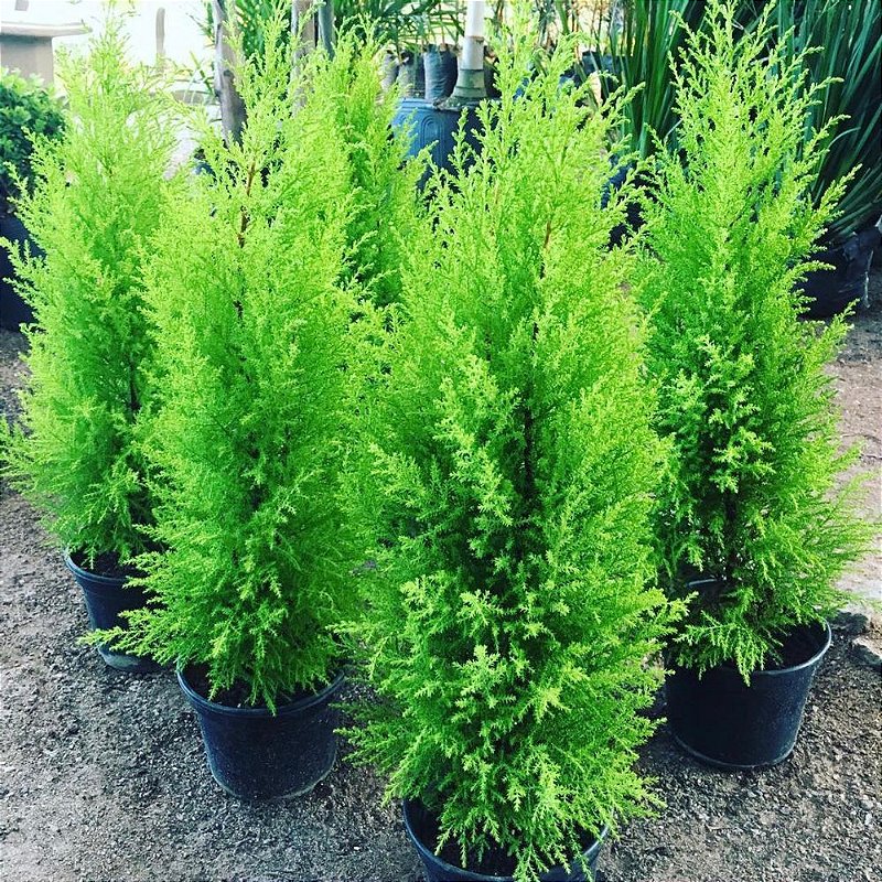Tuia Limão Holandesa (Árvore De Natal Natural) - Boni Plantas: Compre ...