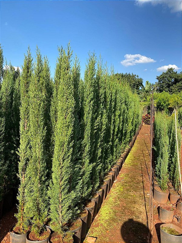 Cipreste Italiano Legítimo – Mudas de 1 a 4 metros para Paisagismo ...