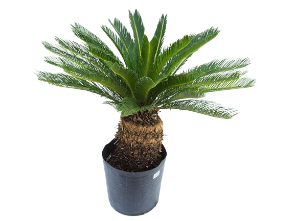 Cyca Revoluta - Boni Plantas: Compre Online