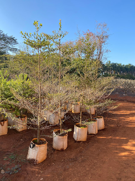 Sete Copas Africana (Terminalia mantaly) - Boni Plantas: Compre Online