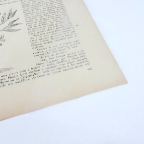 Papel Japonês Tengujo 5g/m² - LED Encadernadora