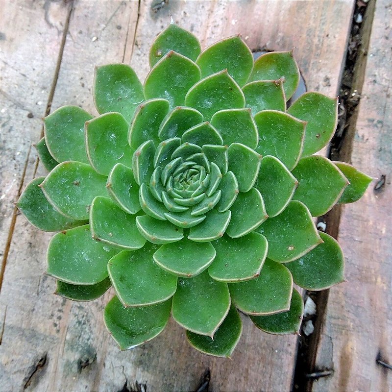 TACIVERIA SEVEN STAR - Orquídea Negra BR