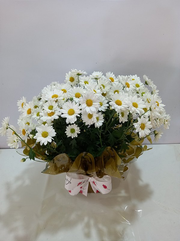 Mini margarida - Sintonia Flores e Decorações