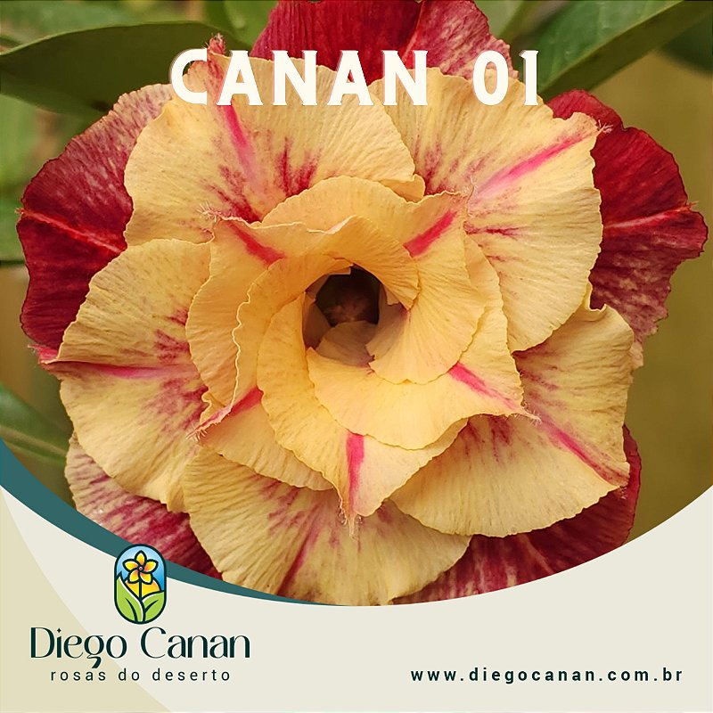 Enxerto CANAN 1 PERFUMADA - Diego Canan | Rosas do Deserto