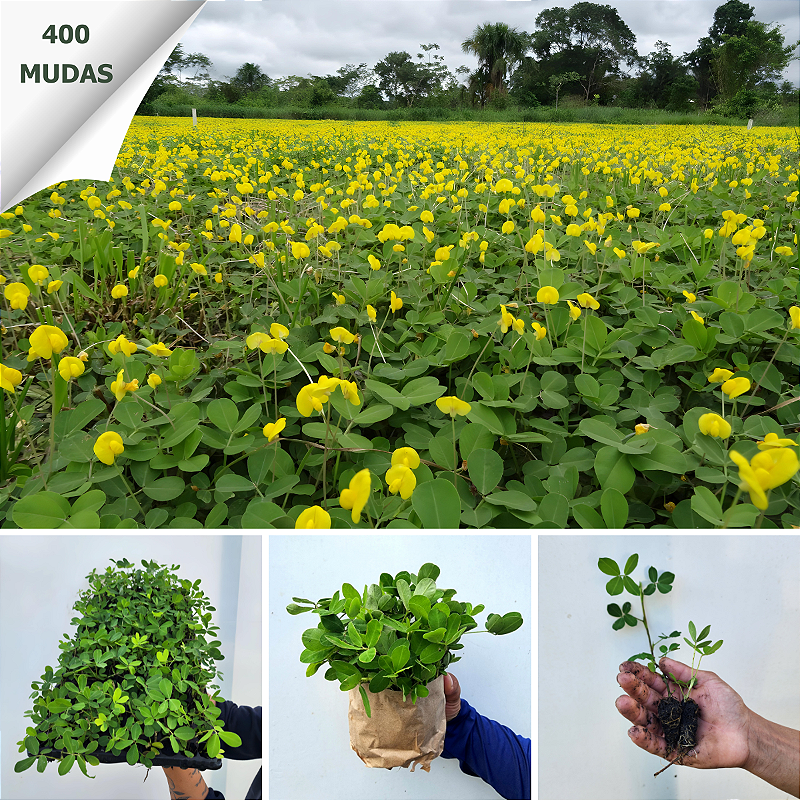 400 Mudas Grama Amendoim Forrageiro Enraizadas Embrapa - Loja Materbio
