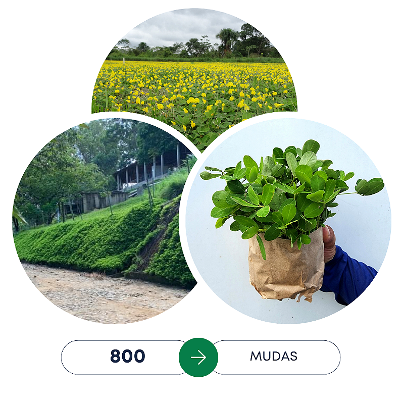 800 Mudas Grama Amendoim Forrageiro Enraizadas Embrapa - BRS MANDOBI ...