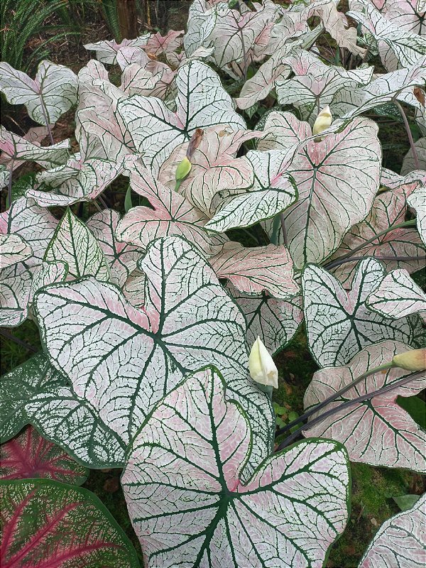 Caladium 1 bulbo pequeno - JP MUDAS