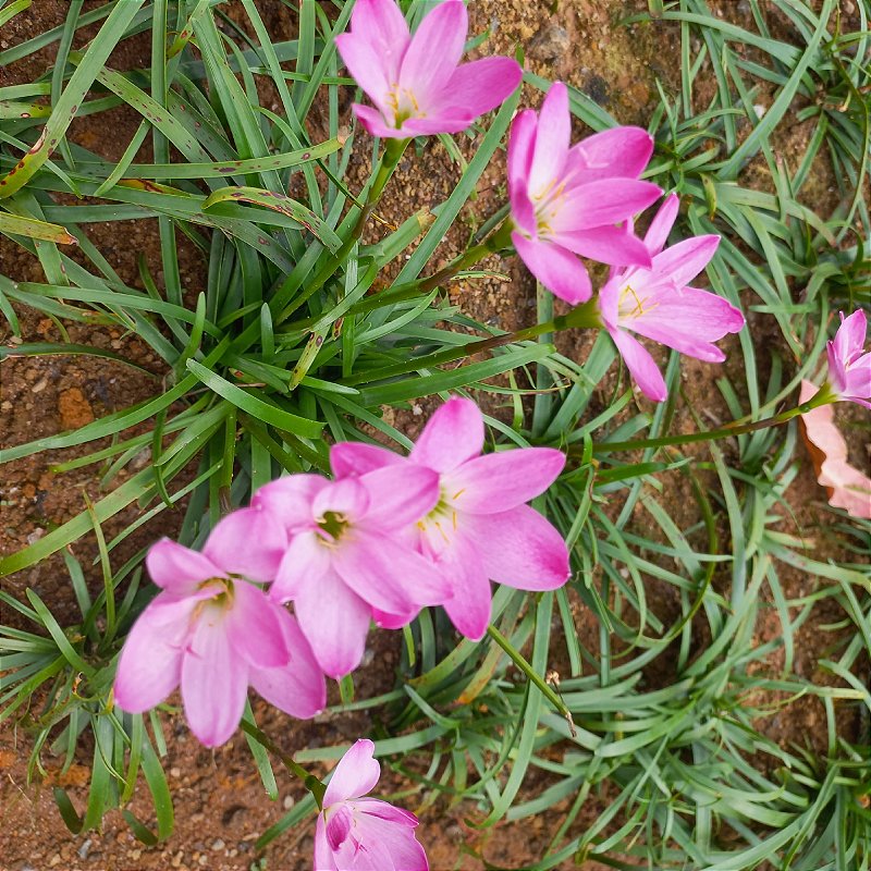 Kit lírio do vento rosa com 10 - JP MUDAS