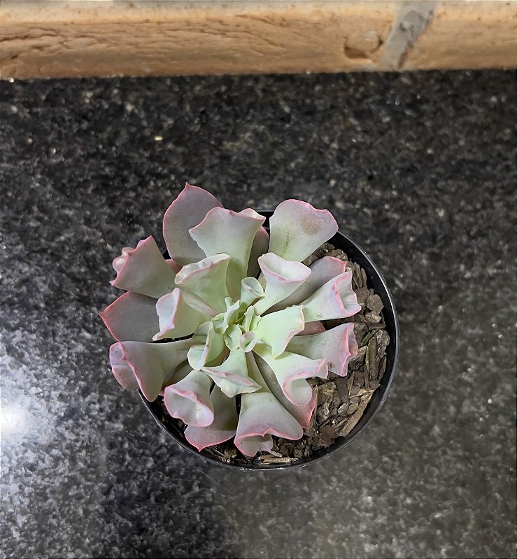 Echeveria Pink Trumpet Pote 11 - Suculentas Holambra