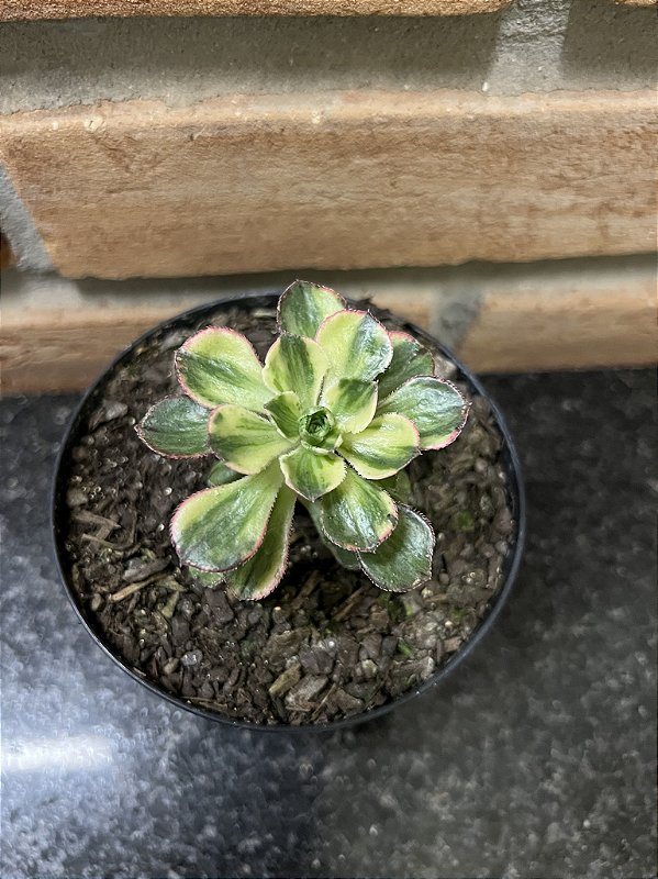 Aeonium Red Edge Variegata Pote 9 - Suculentas Holambra