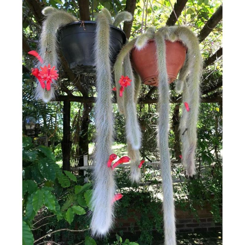 Cacto Rabo de Macaco 1 haste 20 cm - Suculentas Holambra