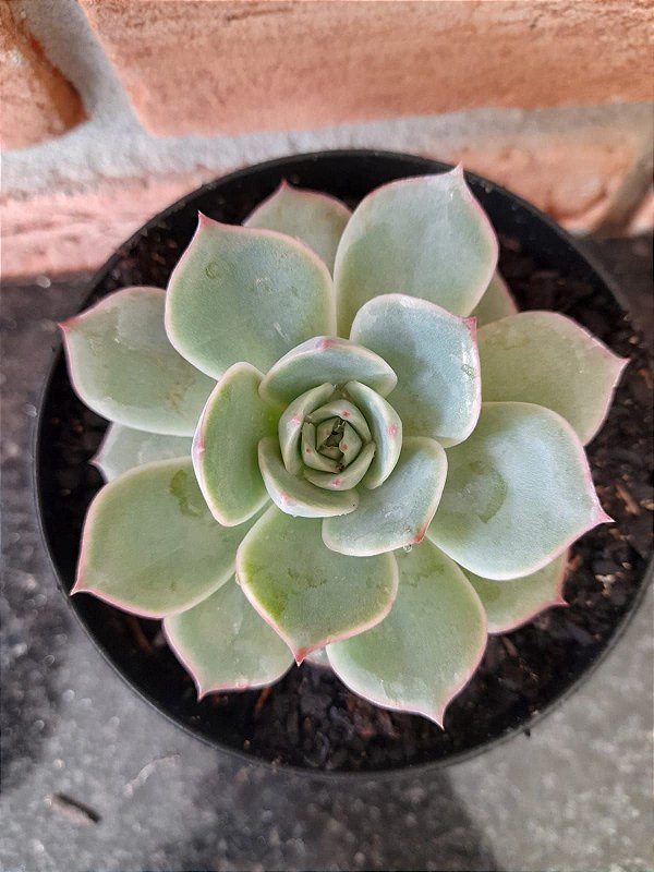 Echeveria Pink Tips Pote 11 - Suculentas Holambra