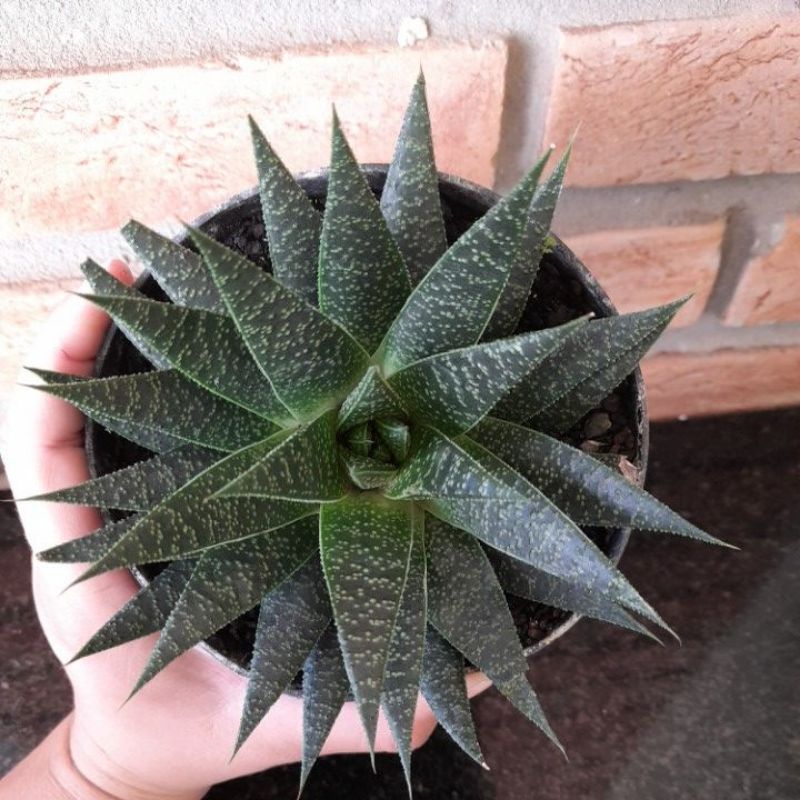 Gasteraloe Flow Pote 11 - Suculentas Holambra